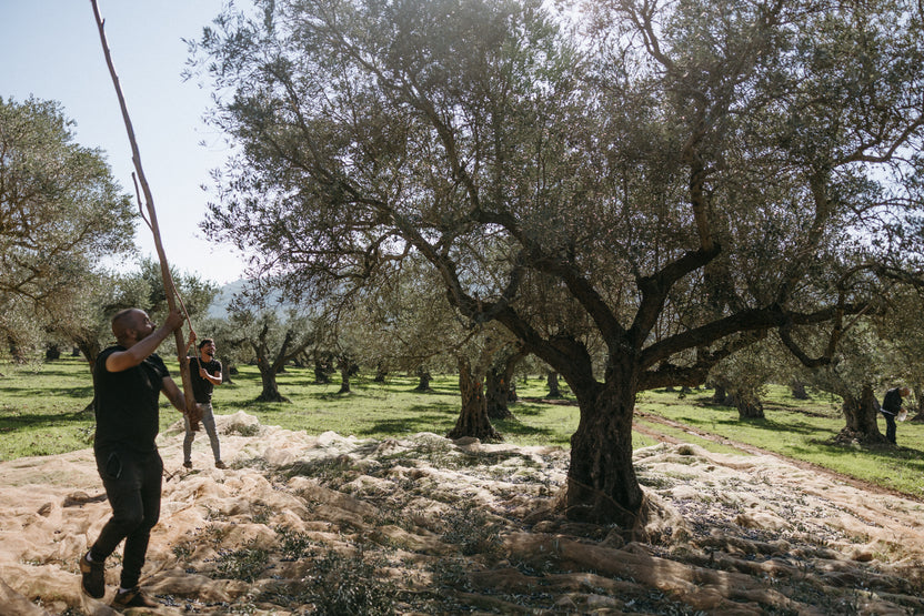 Extra Virgin Souri Olive Oil From the Heart of Galilee – Khalaf Olives
